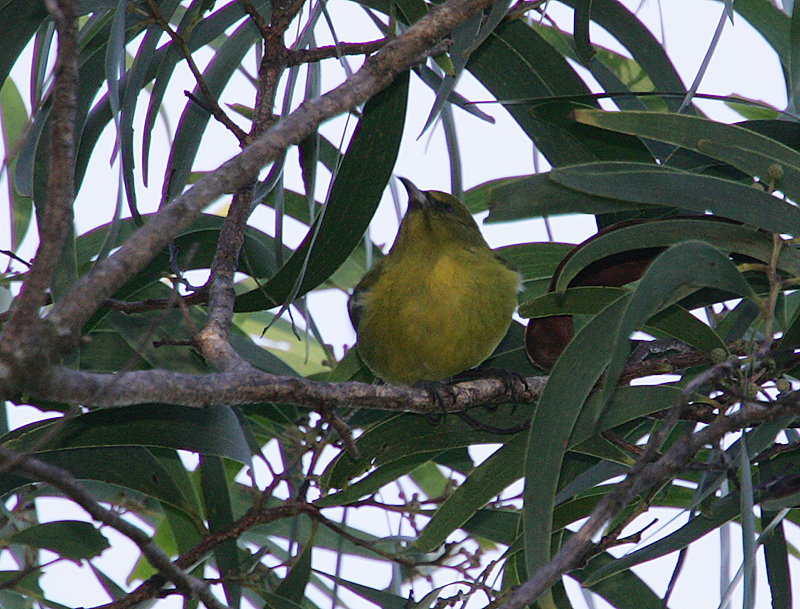 Oahu Amakihi photos